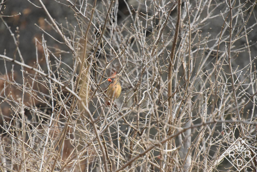 A bevy of backyard birds - Red Dirt Ramblings®