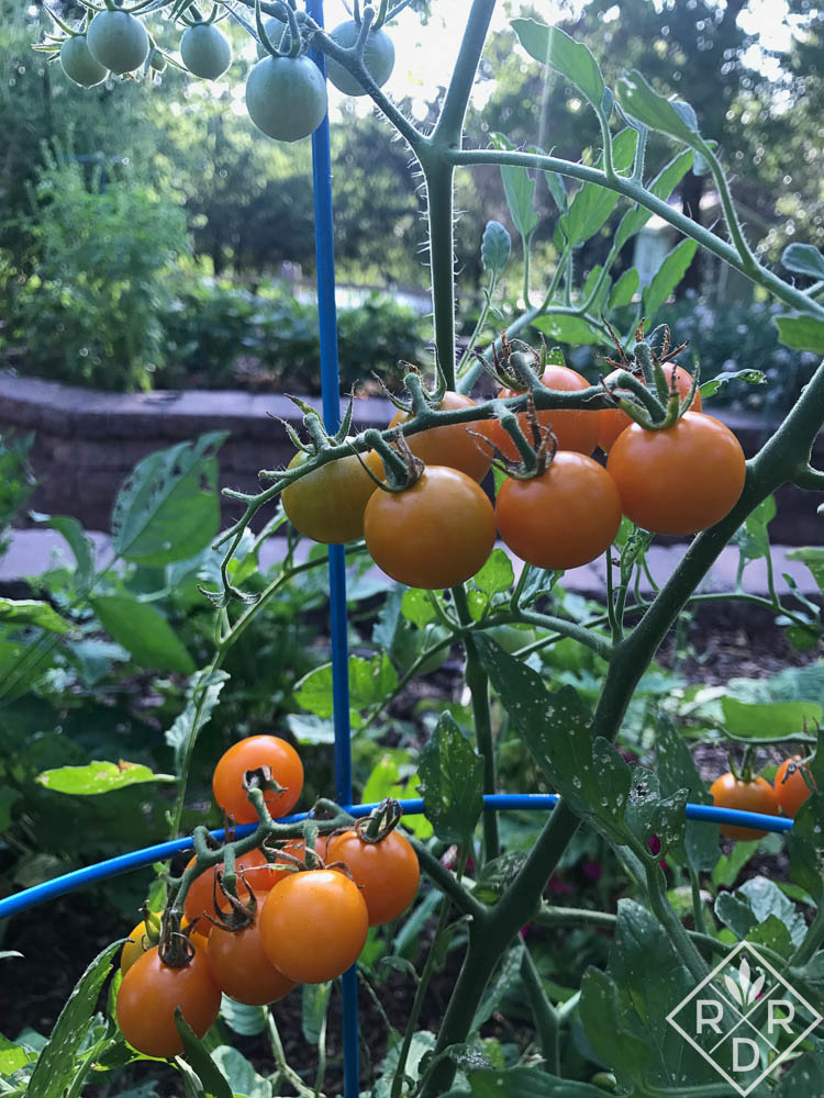 Grow the sweetest cherry tomatoes - Red Dirt Ramblings®