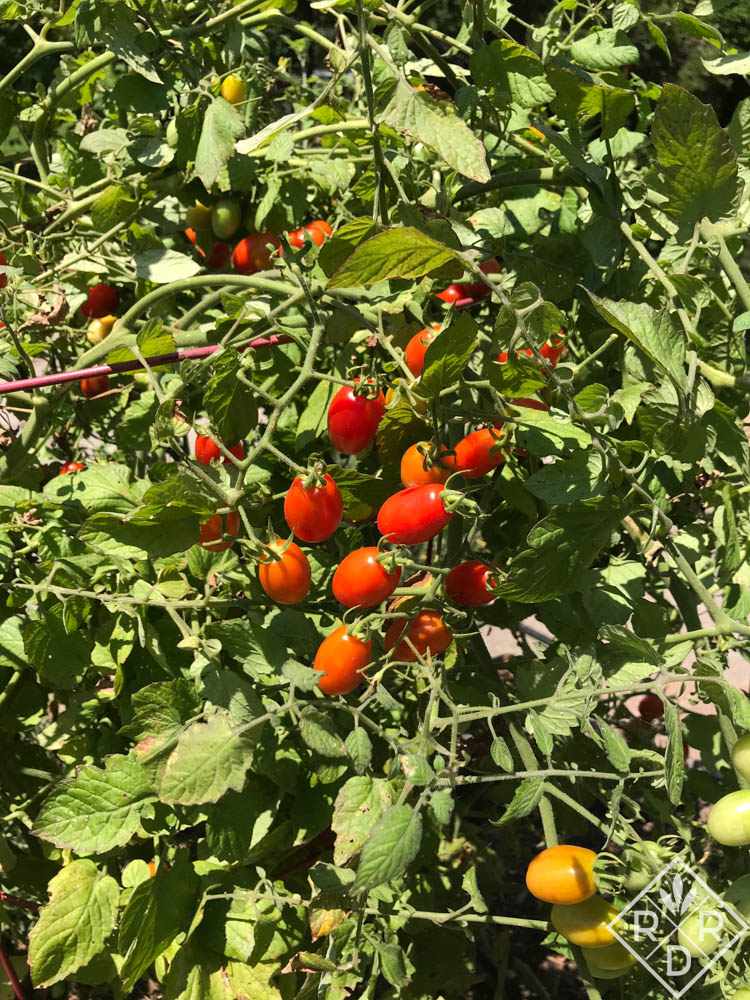 Garden triage - Red Dirt Ramblings®