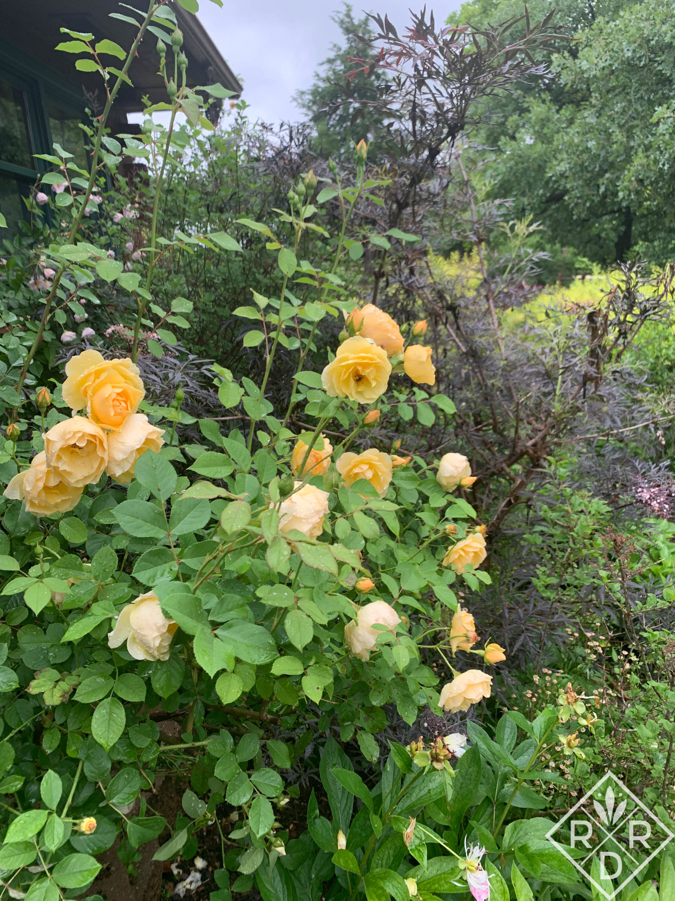 Garden Bloggers' Bloom Day: the glories of May - Red Dirt Ramblings®