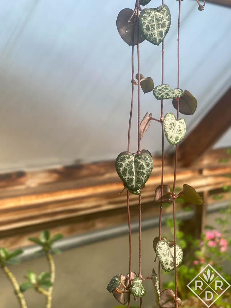 Heart-shaped plants - Red Dirt Ramblings®