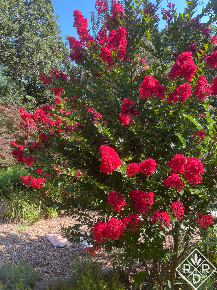 Summer garden waits for fall - Red Dirt Ramblings®