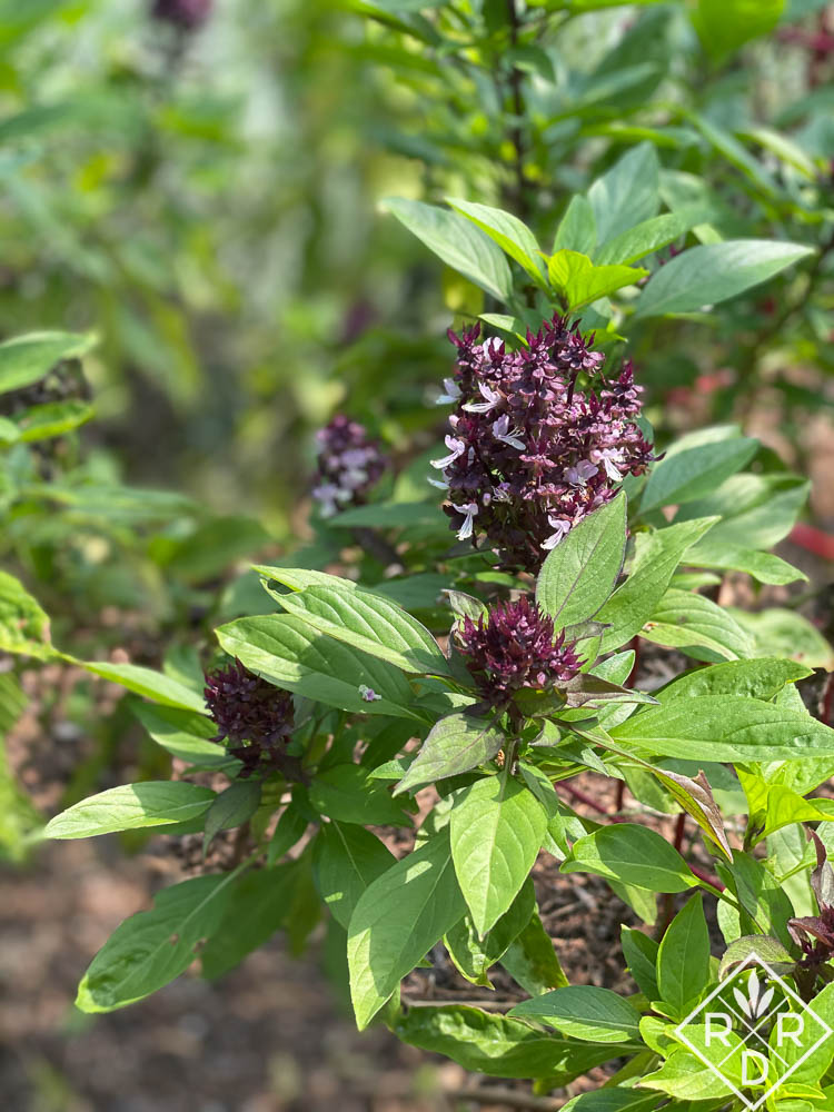 Four basils worth growing - Red Dirt Ramblings®