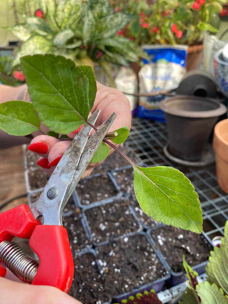 How to take stem cuttings of favorite plants - Red Dirt Ramblings®