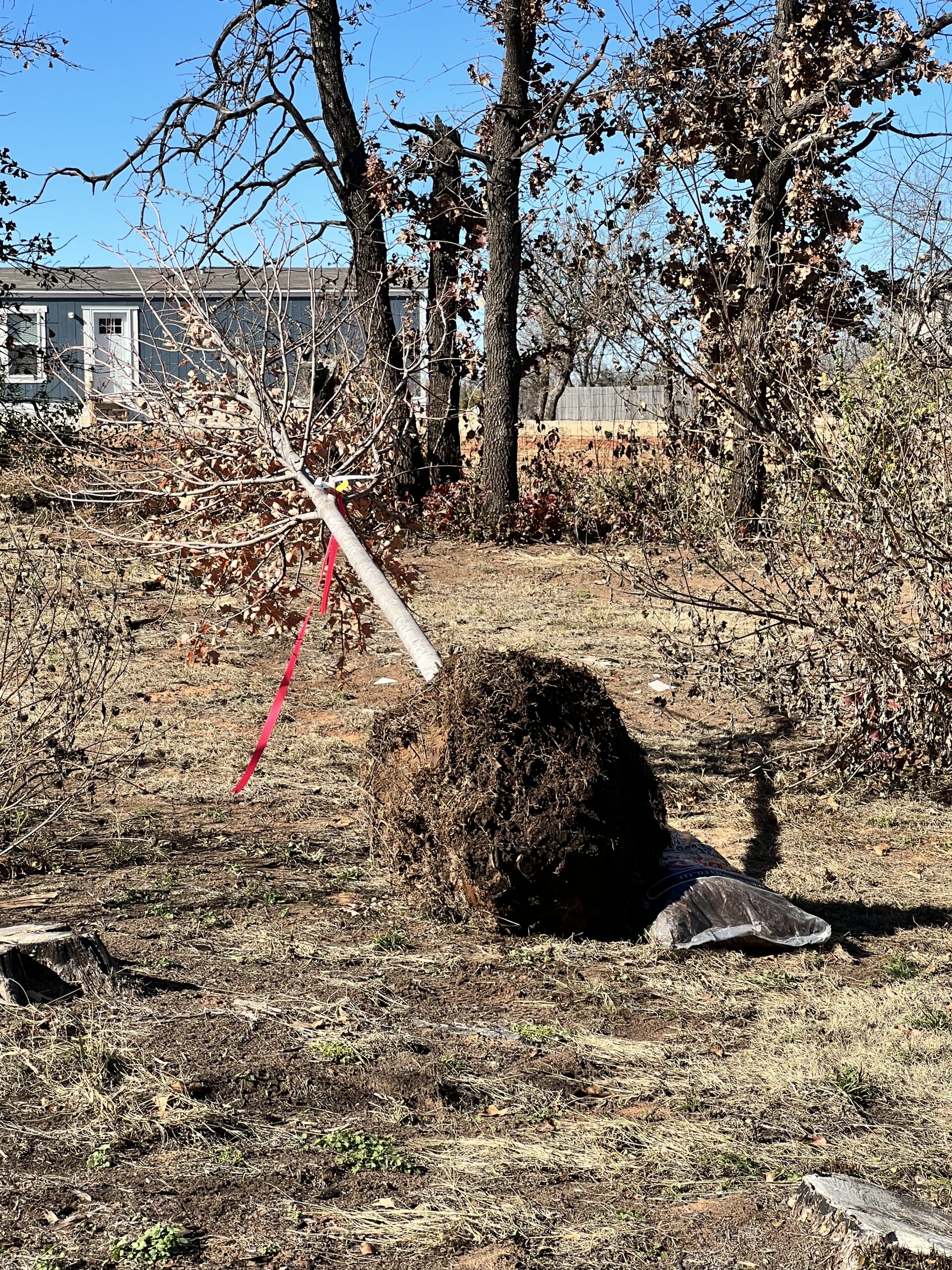 Trees of hope - Red Dirt Ramblings®